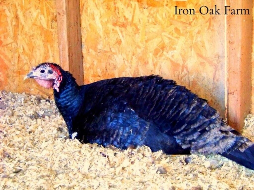 Breeding, Hatching, and Brooding Baby Turkeys - Backyard Poultry
